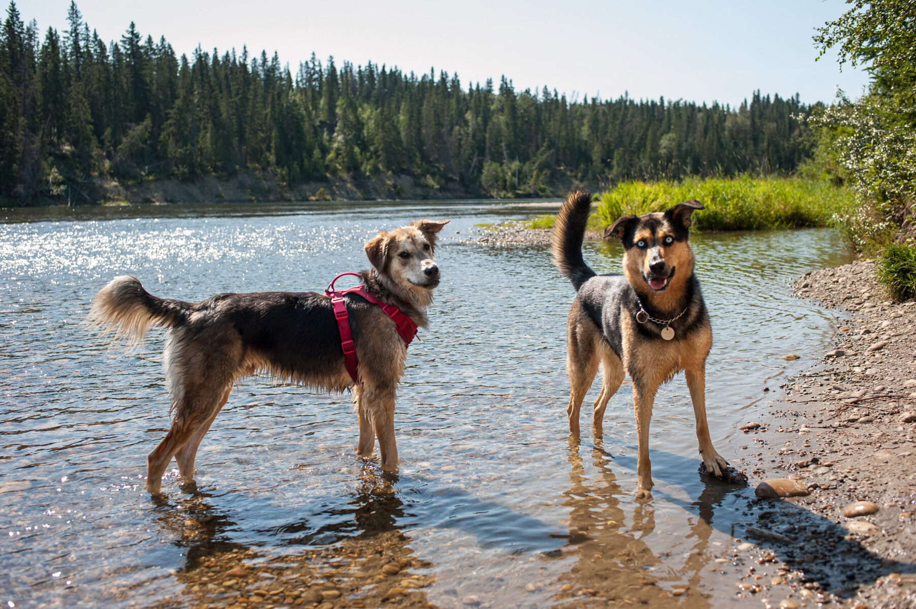 Dog Friendly Red Deer: The Ultimate Guide to Exploring with Your Pup ...
